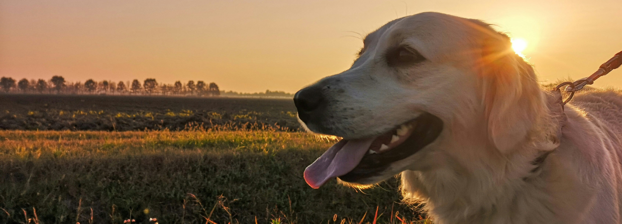Animal Shelter and Community Nursery | Your Voice Camden